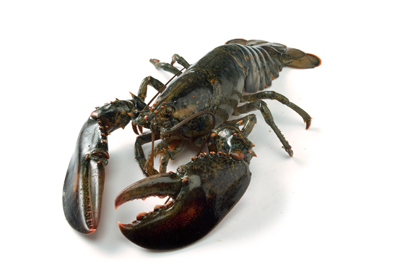 Kreeft - Vishandel Bunschoten in Huizen