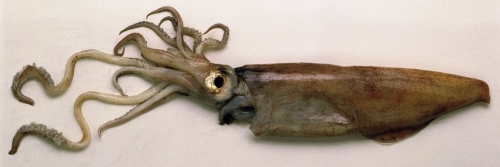 Inktvis - Vishandel Bunschoten in Huizen