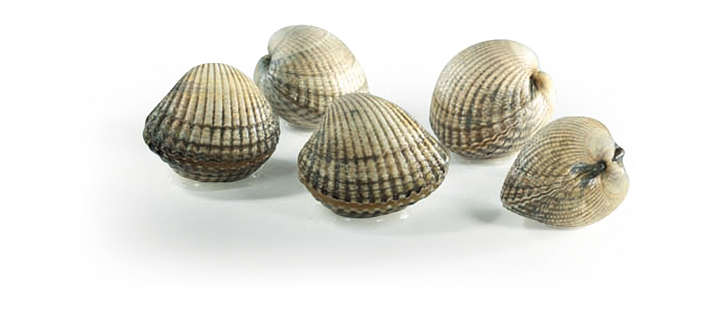 Schaal - en schelpdieren - Vishandel Bunschoten in Huizen